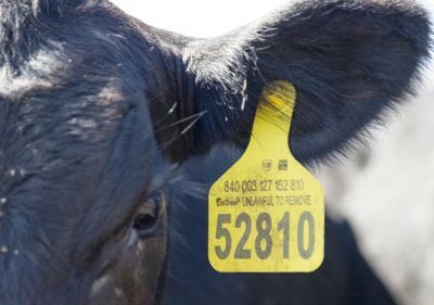 Cattle Ear Tags and Markers – JRG Livestock & Pet Supply